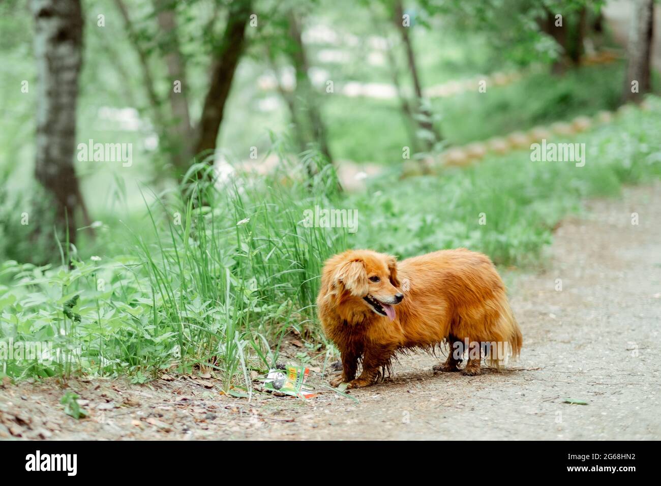 Small ginger dog of the Nevskaya Orchid breed for a walk. ed-haired dog ...