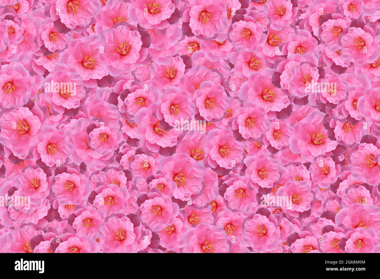 Floral background of a mass of pink dahlia flowers Stock Photo - Alamy