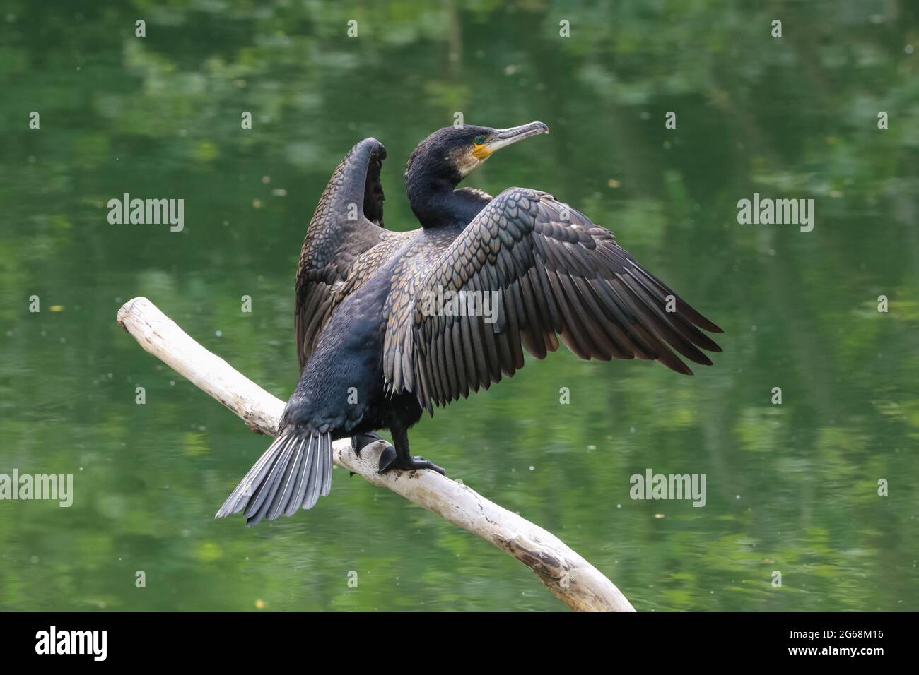 Cormorant with wings spread open hi-res stock photography and images ...