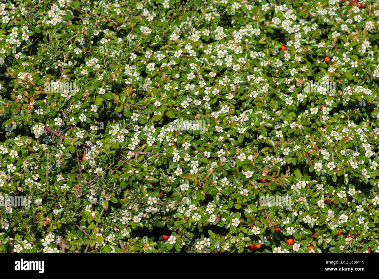 Close up of Creeping Cotoneaster an evergreen low growing shrub with a ...