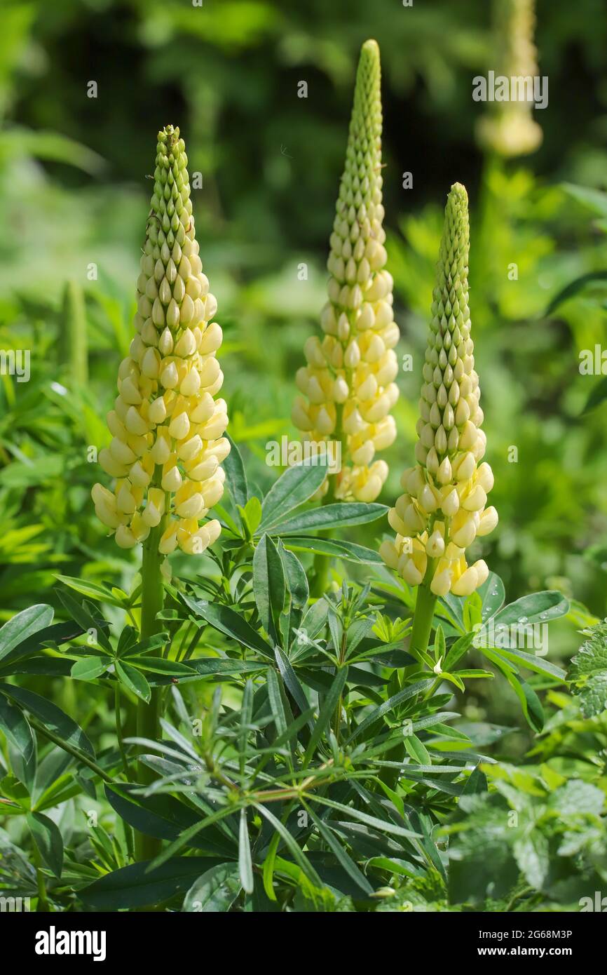 Yellow lupin flowers in the spring sunshine Stock Photo - Alamy