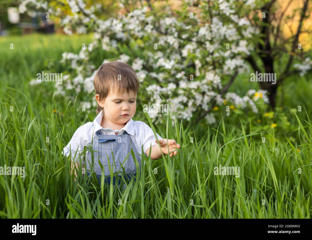 Funny little boy with blue bright eyes in overalls eating fresh green ...