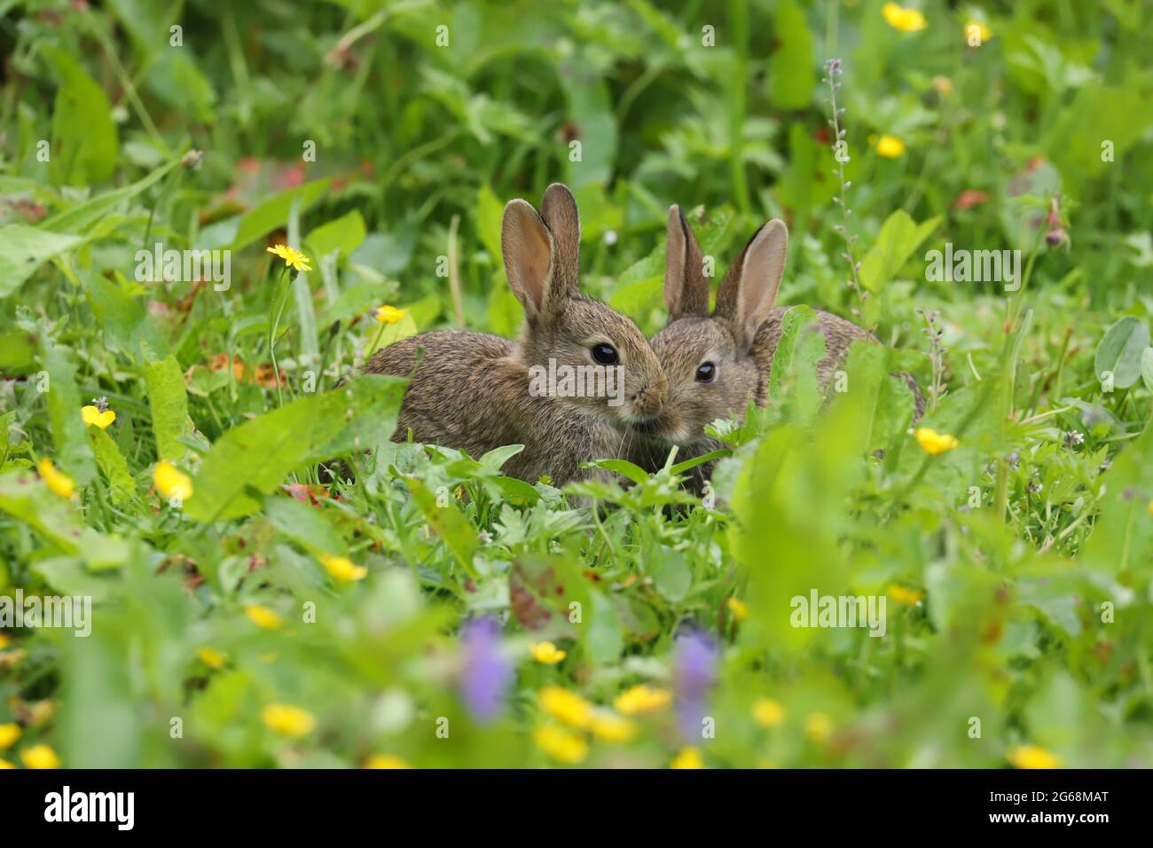 Baby Wild Rabbits (Oryctolagus cuniculus) sitting in a field Stock ...