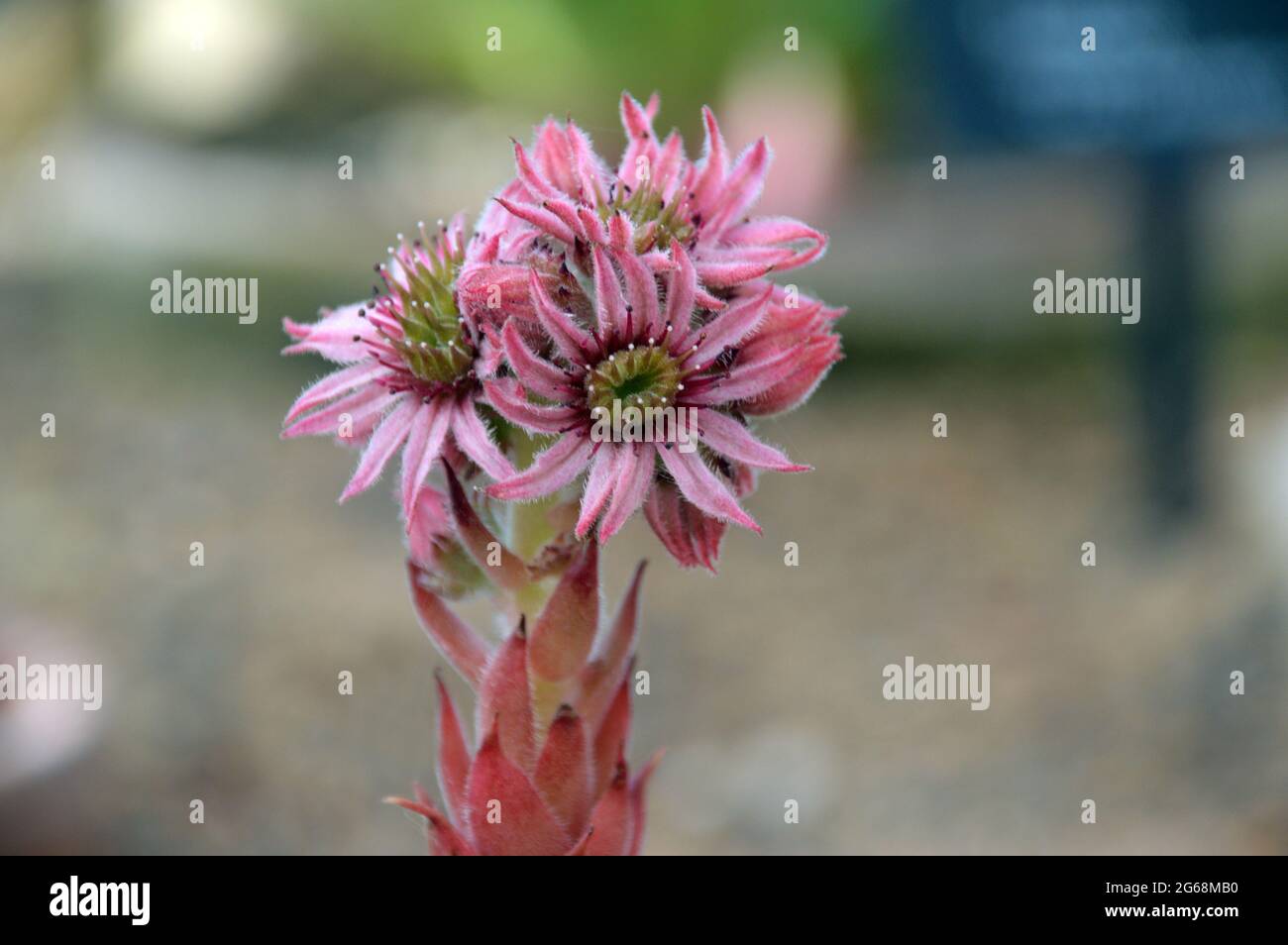 Pink Sempervivum 'Elgar' Houseleek Flowers Grown in the Alpine House at ...