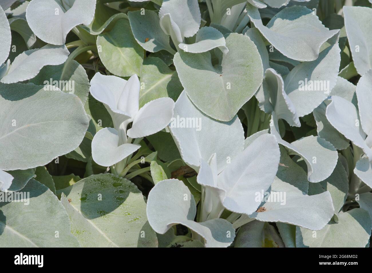 Angel wings plant hi-res stock photography and images - Alamy