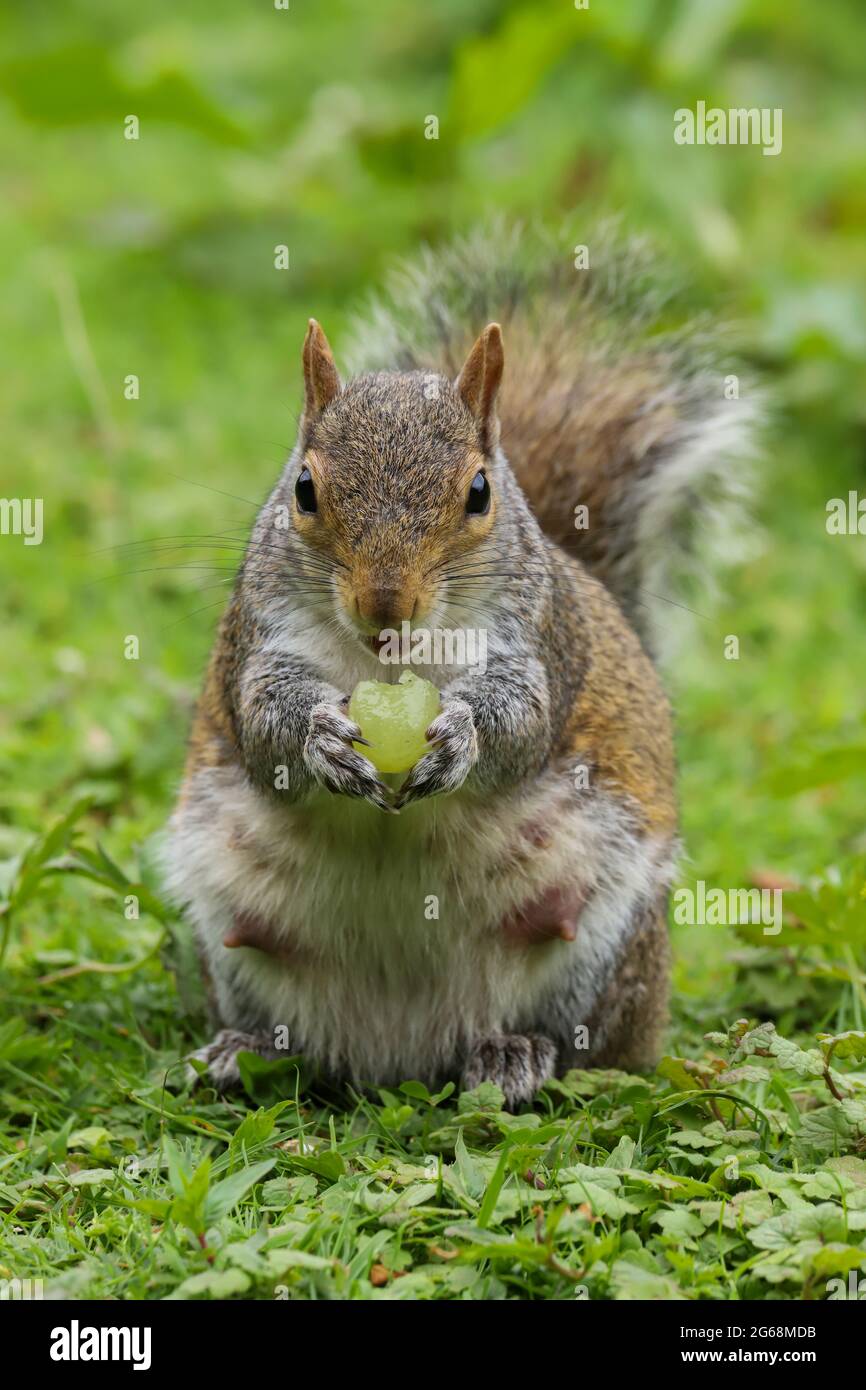Close up of a Grey Squirrel, sciurus carolinensis, sitting in a field ...