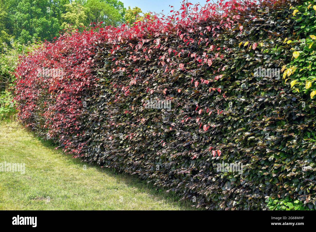 Rural park scene with a purple beech hedge (Fagus sylvatica Stock Photo ...