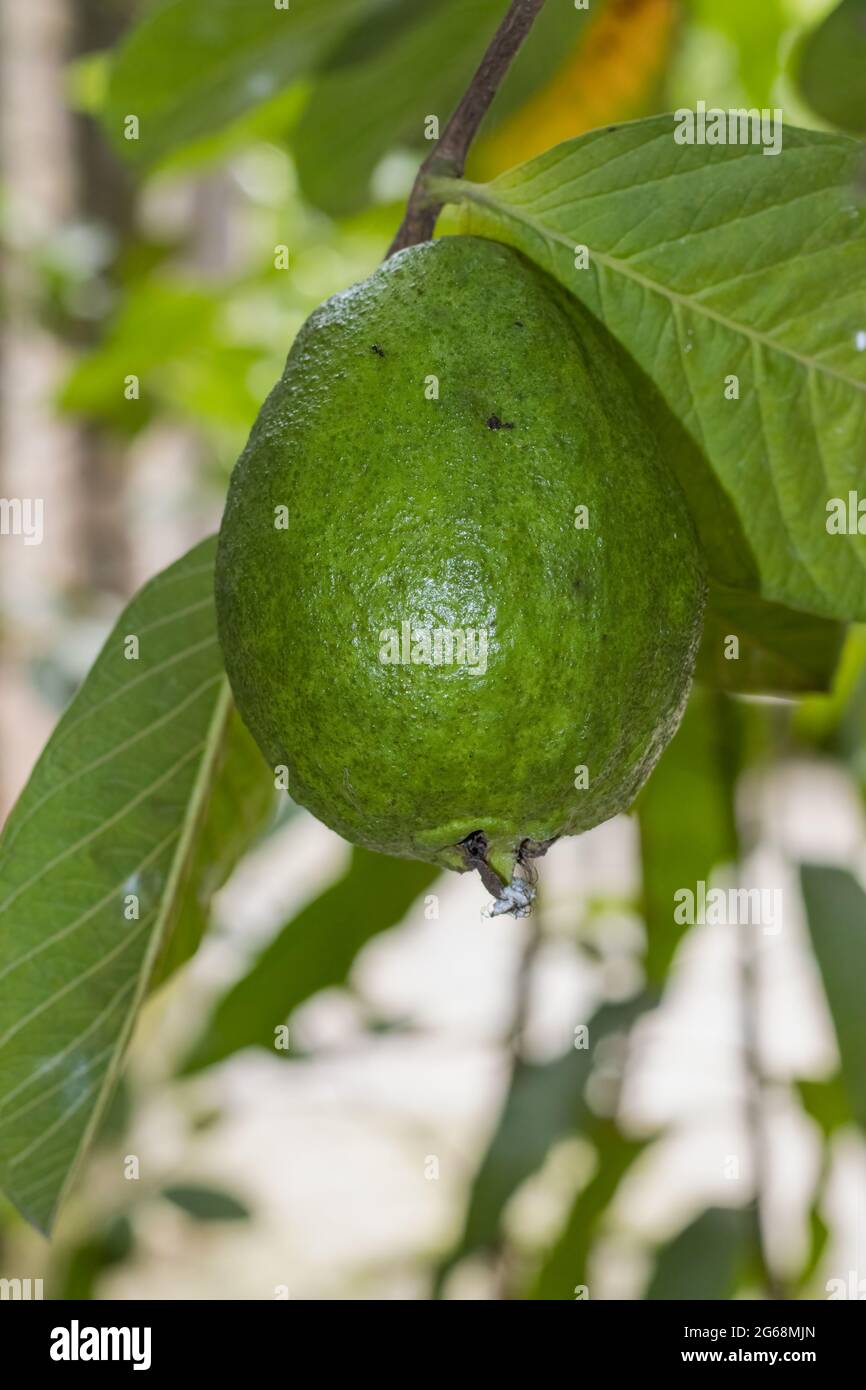 Green raw guava fruit growing on the tree close up Stock Photo - Alamy
