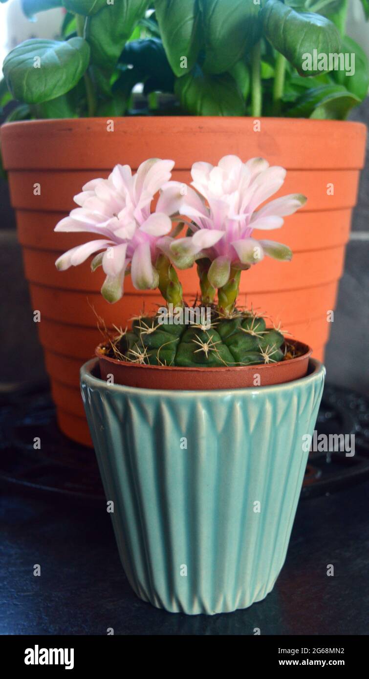 Two Pale Pink Chin Cactus (Gymnocalycium) Flowers Grown in a Flowerpot ...