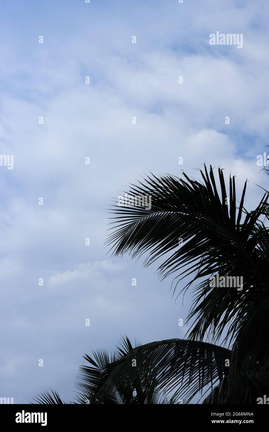 Natural sky above the coconut tree Stock Photo - Alamy