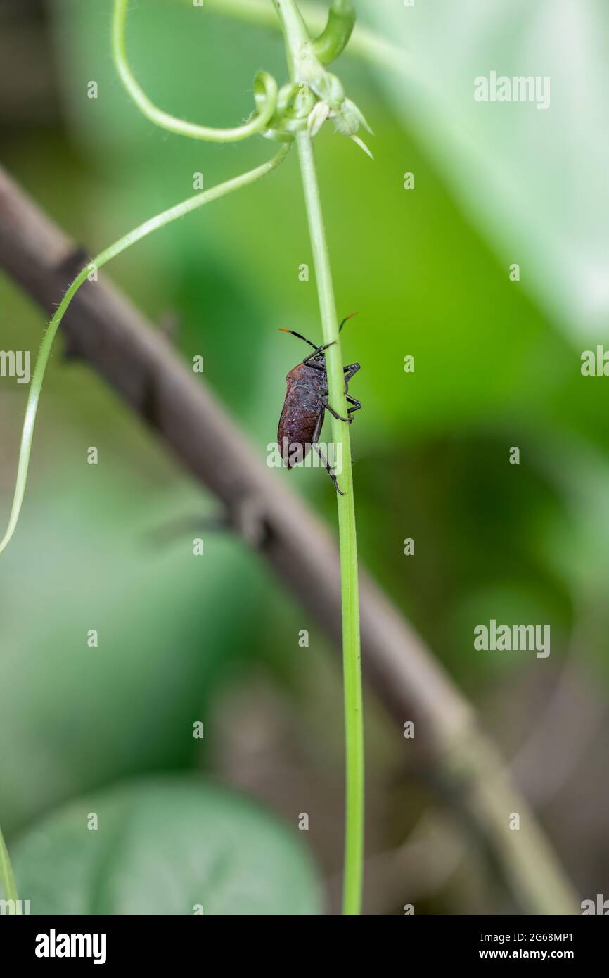 A red beetle trying to eat a vegetable root Stock Photo - Alamy