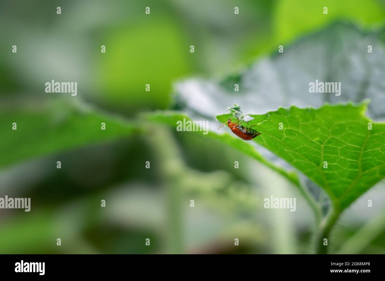 Red color leaf roller weevil sitting under a green vegetable leaf Stock ...