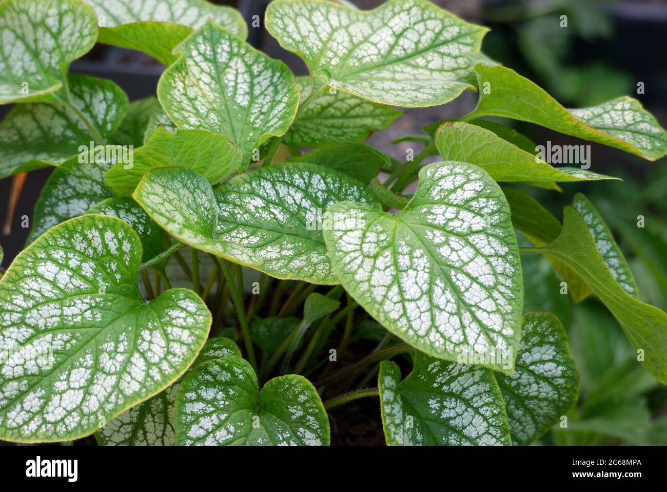 Green/Sliver Brunnera Macrophylla 'Jack Frost' Leaves Grown in a Pot in ...