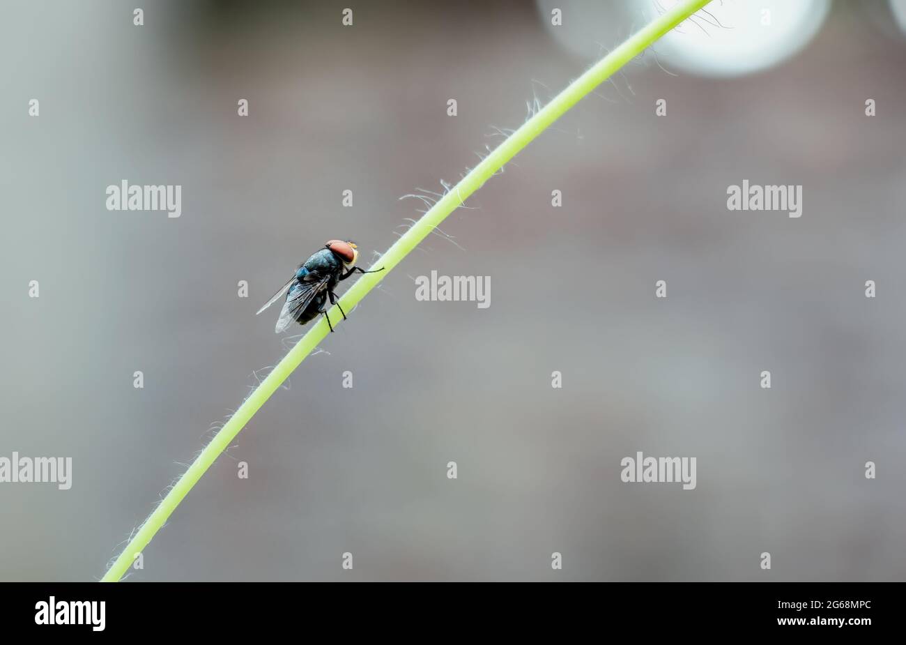 Common green bottle fly resting on a branch Stock Photo - Alamy