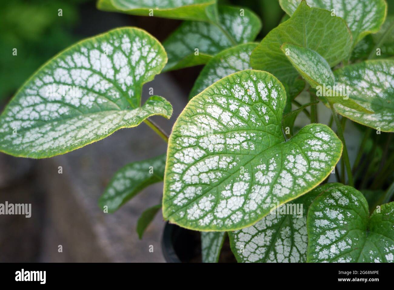 Green/Sliver Brunnera Macrophylla 'Jack Frost' Leaves Grown in a Pot in ...