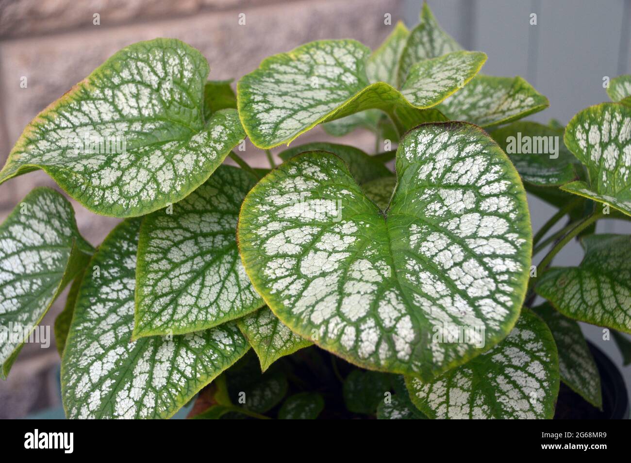 Silver forget me not hi-res stock photography and images - Alamy