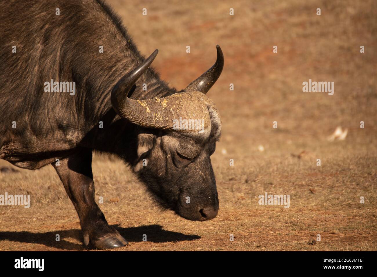 A lone male African buffalo Stock Photo - Alamy
