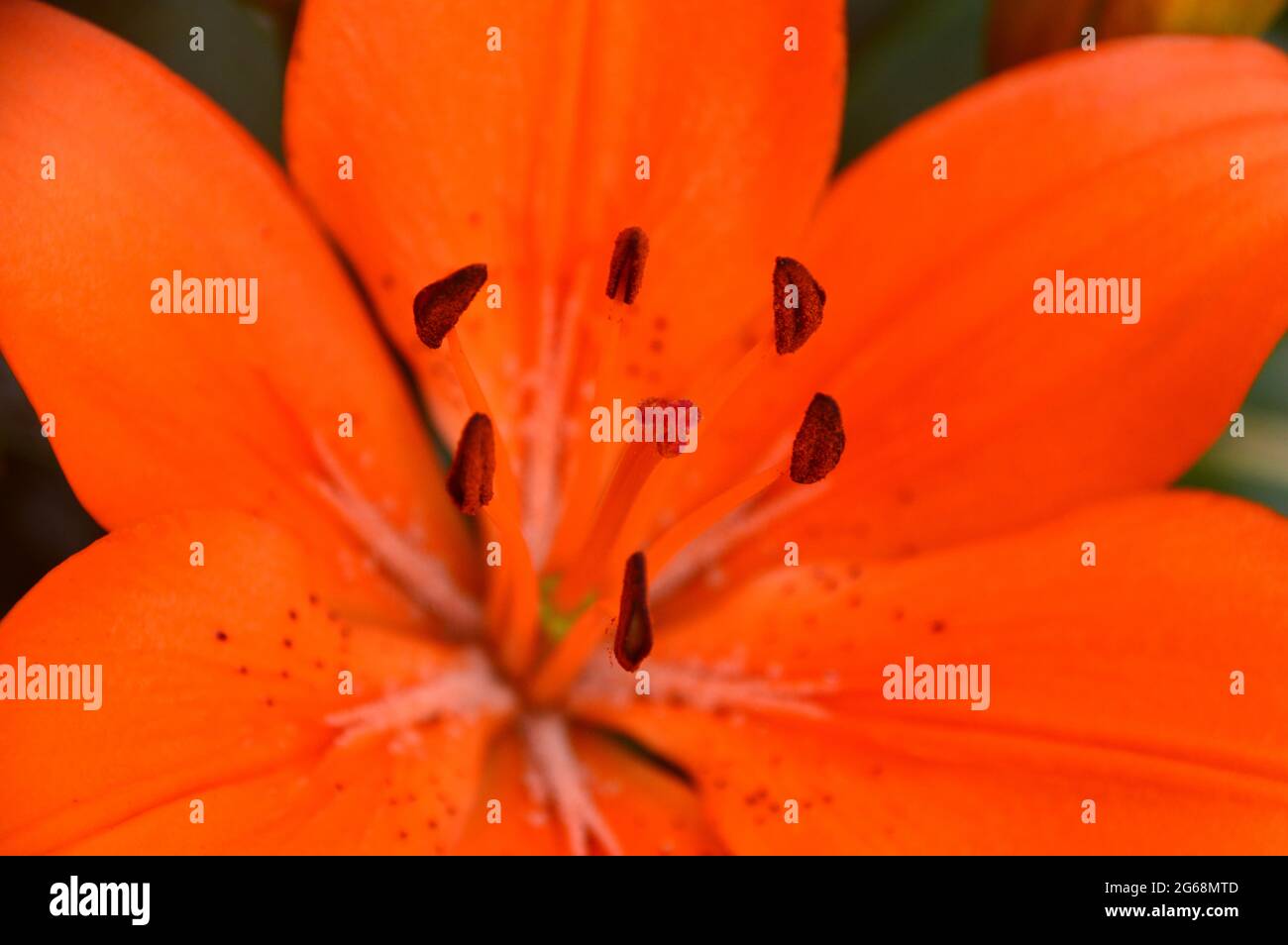 Lilium Asiatic Dwarf Pot Lily 'Orange Matrix' Flowers Grown in a Pot in ...