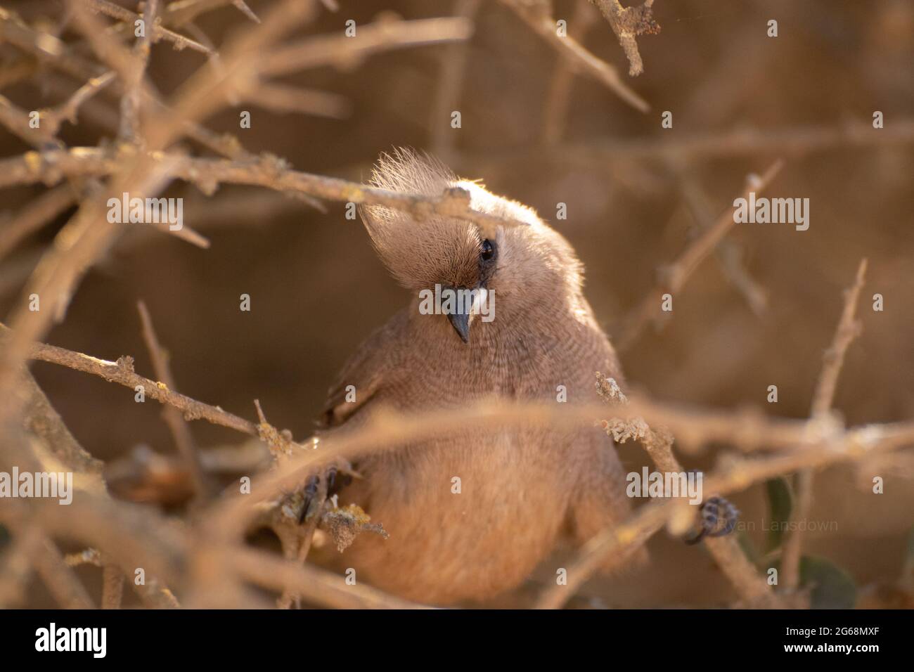The African mouse bird observing room it’s branches Stock Photo - Alamy