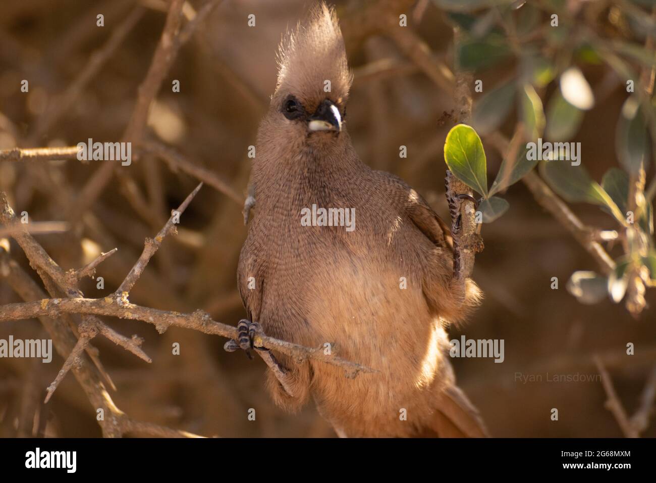 The African mouse bird observing room it’s branches Stock Photo - Alamy