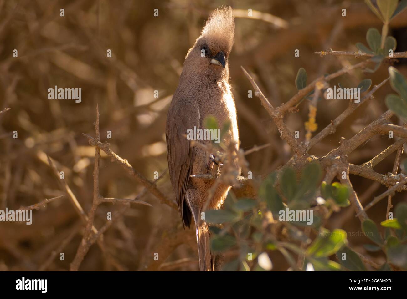 The African mouse bird observing room it’s branches Stock Photo - Alamy