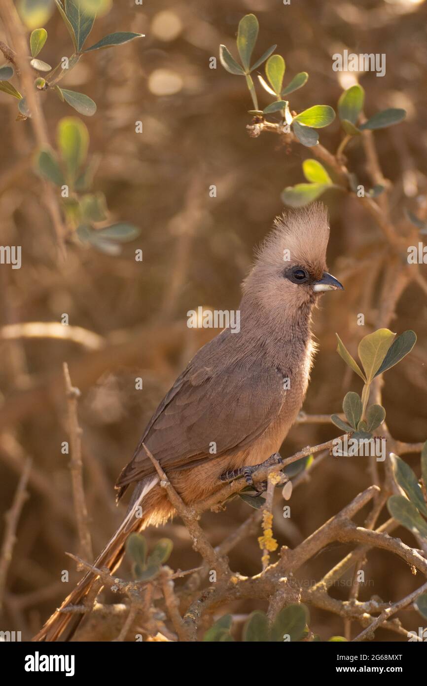 The African mouse bird observing room it’s branches Stock Photo - Alamy