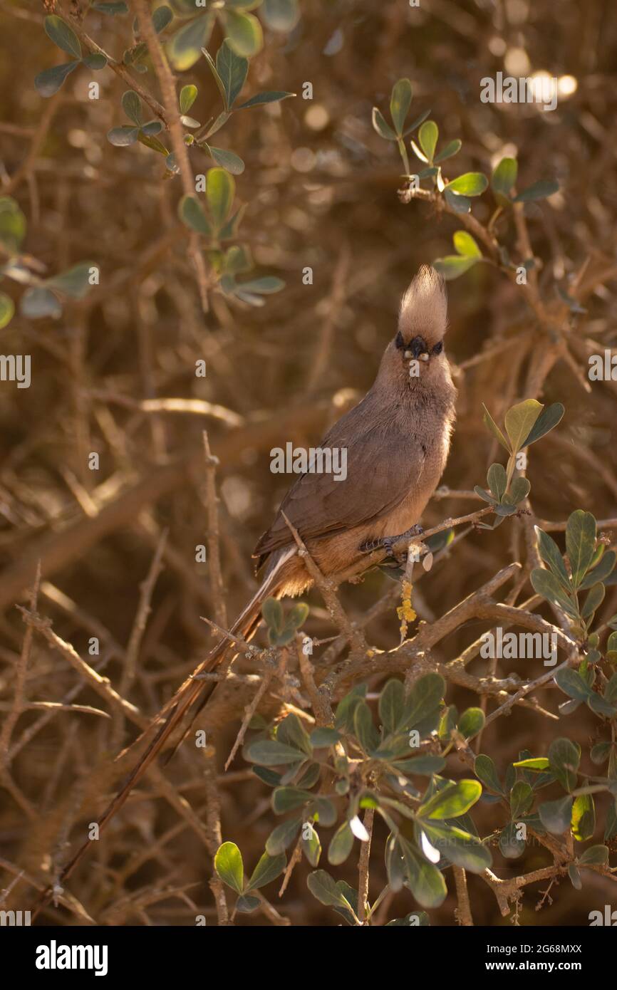 African mouse hi-res stock photography and images - Alamy