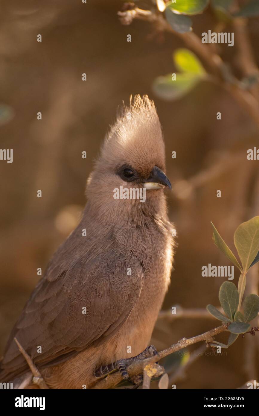 The African mouse bird observing room it’s branches Stock Photo - Alamy