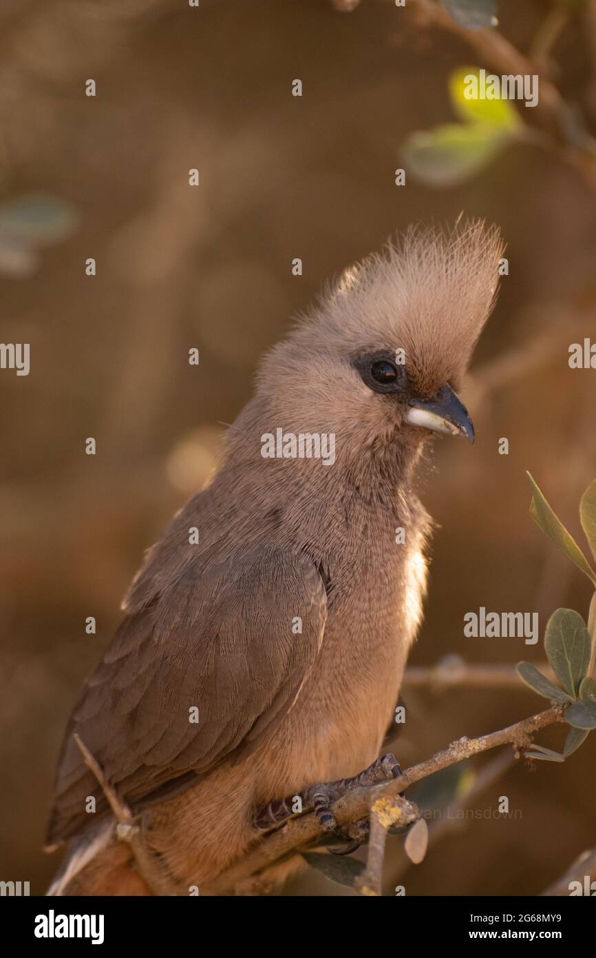 The African mouse bird observing room it’s branches Stock Photo - Alamy