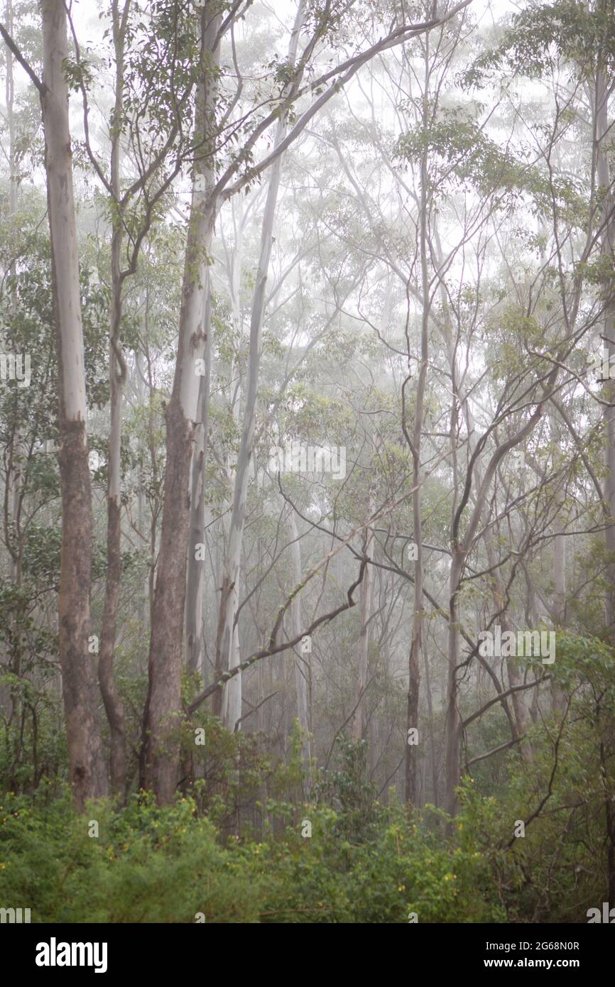 Kangaroo Valley, NSW, Australia Stock Photo - Alamy