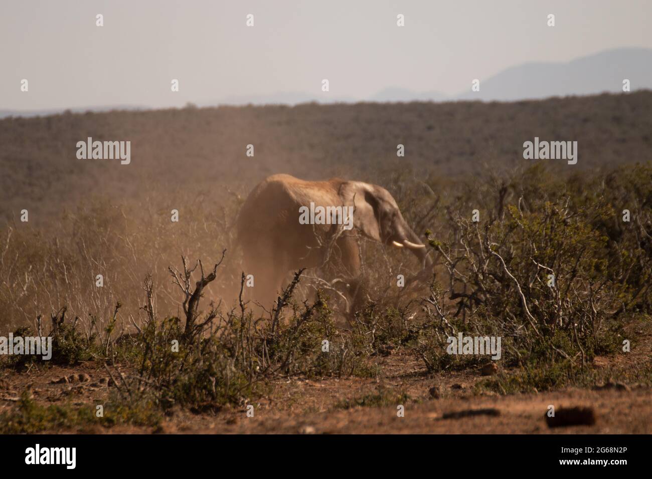 Dusting off hi-res stock photography and images - Alamy