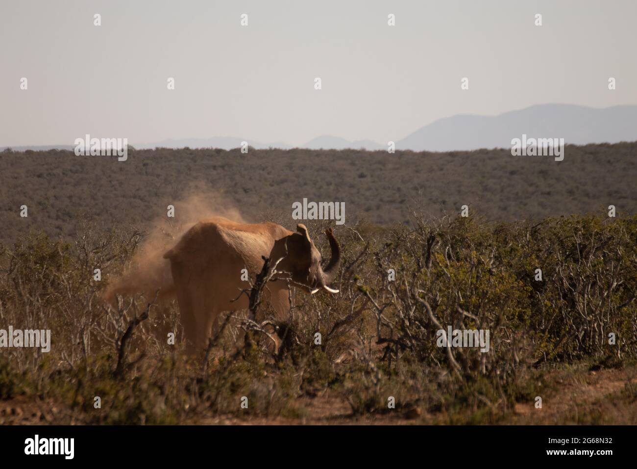 Dusting off hi-res stock photography and images - Alamy