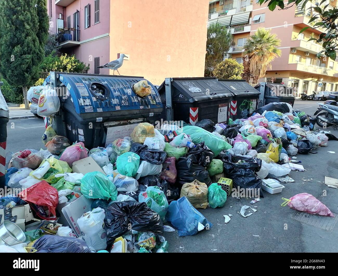 Waste emergency in East Rome: a seagull on the bins full of rubbish ...