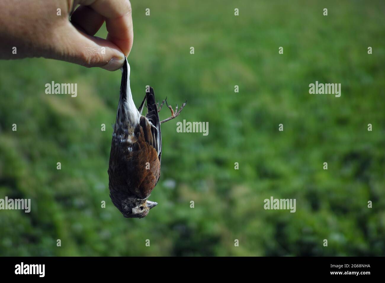A hand holding a dead bird, outdoor close up shot Stock Photo - Alamy