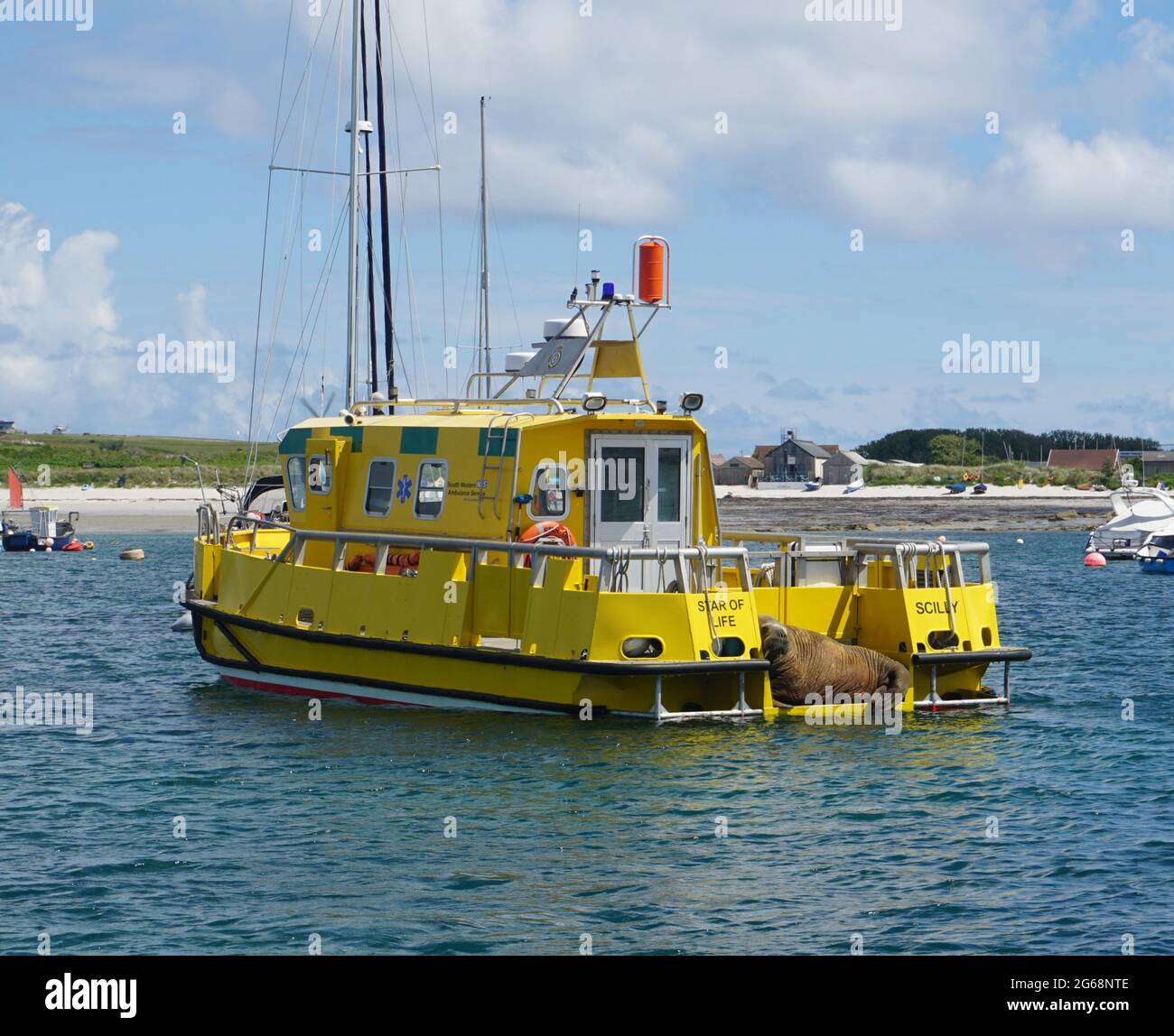 Wally the Walrus naps on the Star of Life at St Mary's harbour, Isles ...