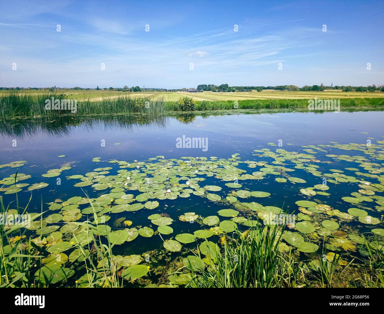 Typical image of the Dutch polder landscape with its green meadows and ...