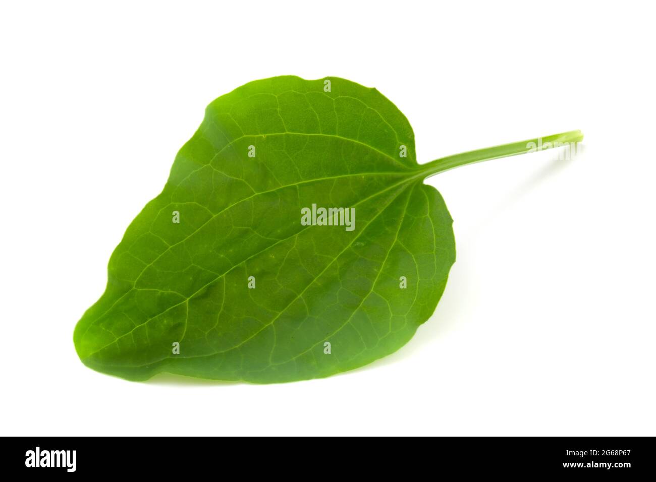 Plantain leaf, medicinal plant isolated on white background Stock Photo ...