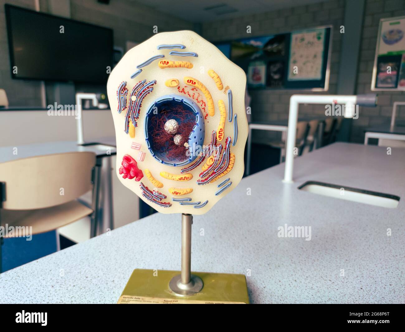 Plastic model of an animal cell, 1 to 20000 scale, used in biology ...