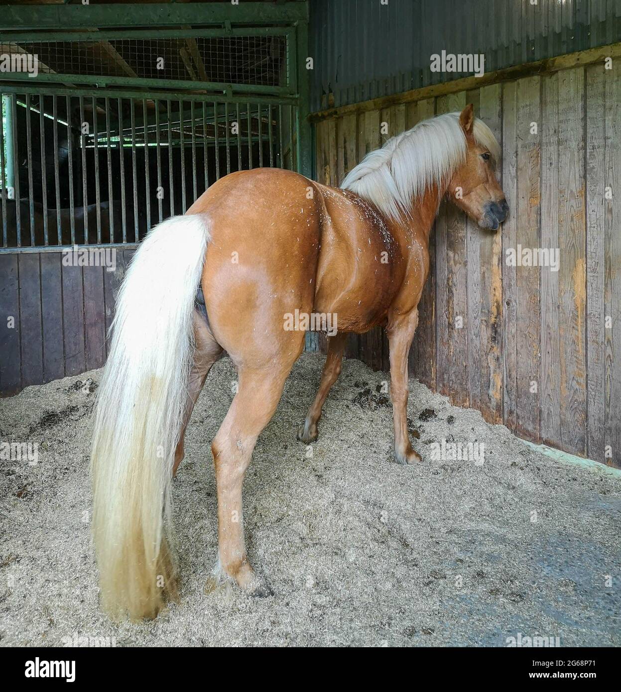 Horse rear view hi-res stock photography and images - Alamy