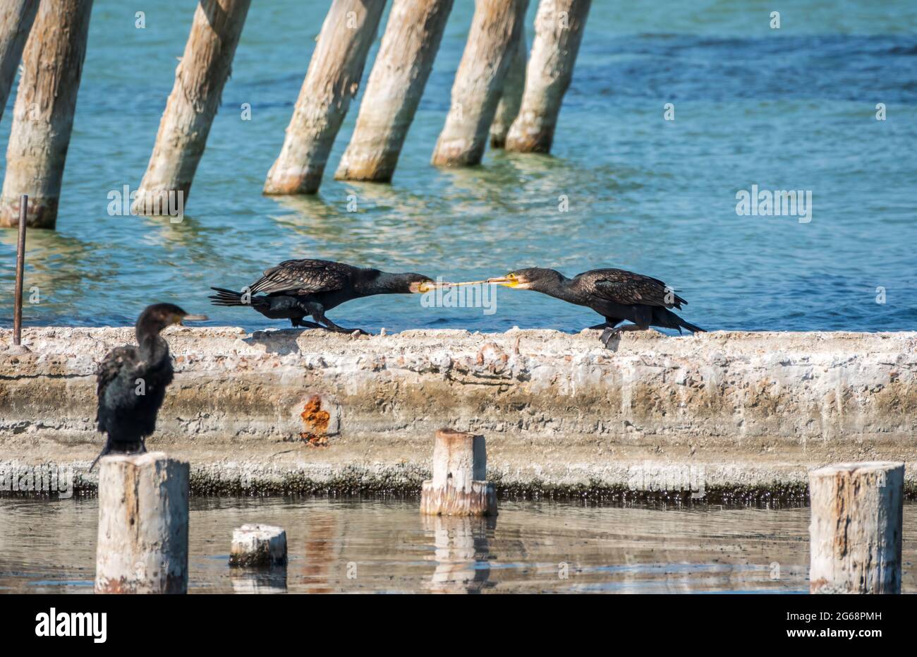 Two cormorants are pulling a stick. Two cormorants are playing on the ...