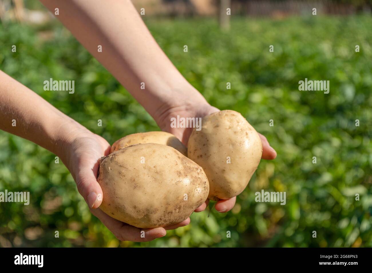Potato in hands farmer potatoes hi-res stock photography and images - Alamy