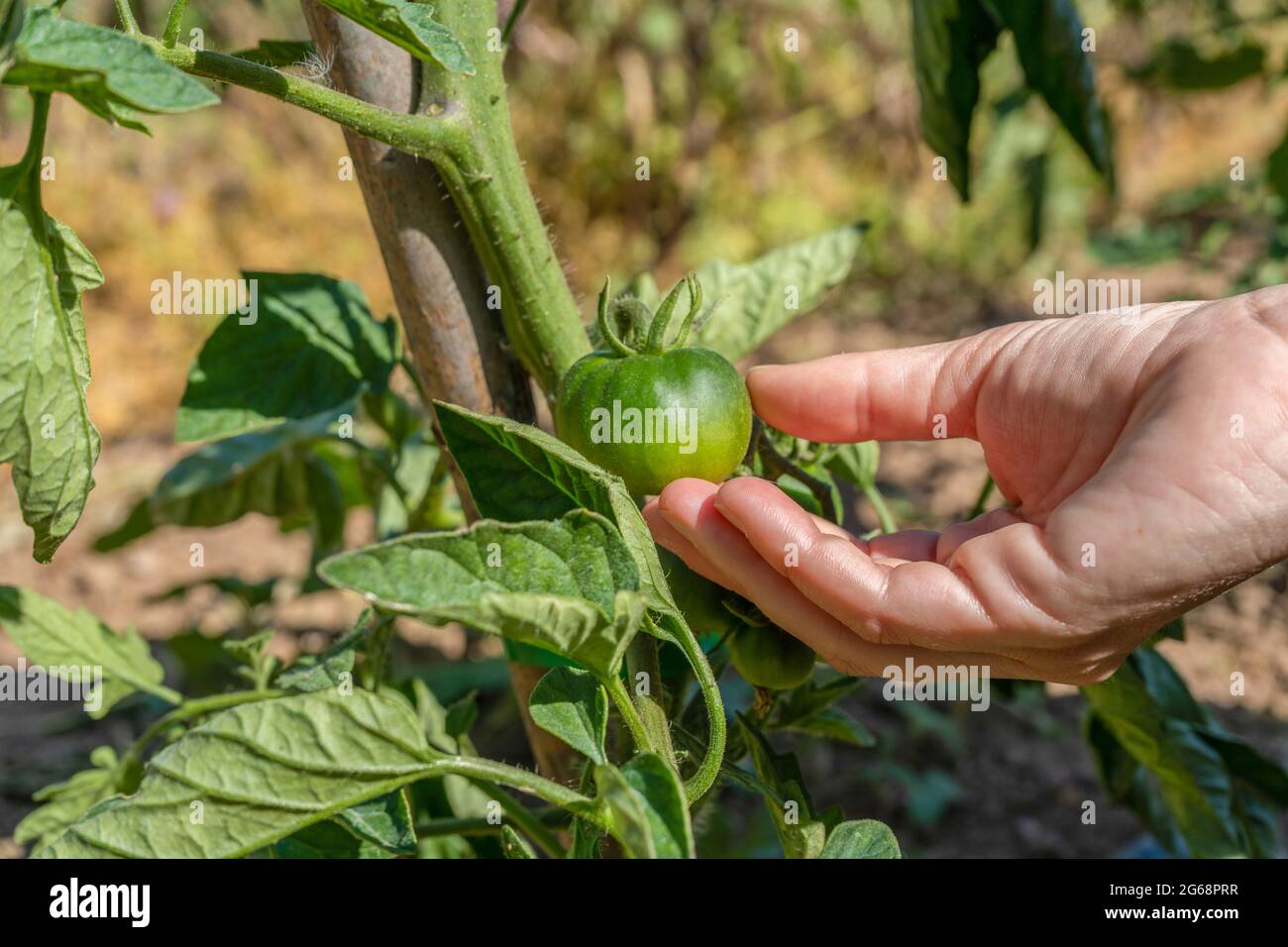 Hand holding green ripe tomato in plant,organic food growing in ...