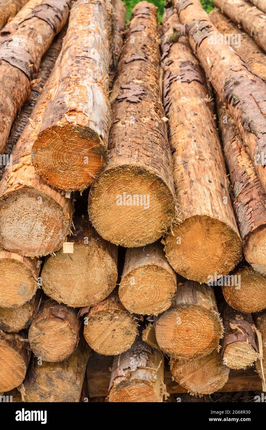 Stack of felled trees at a logging site in a forest, deforestation in ...