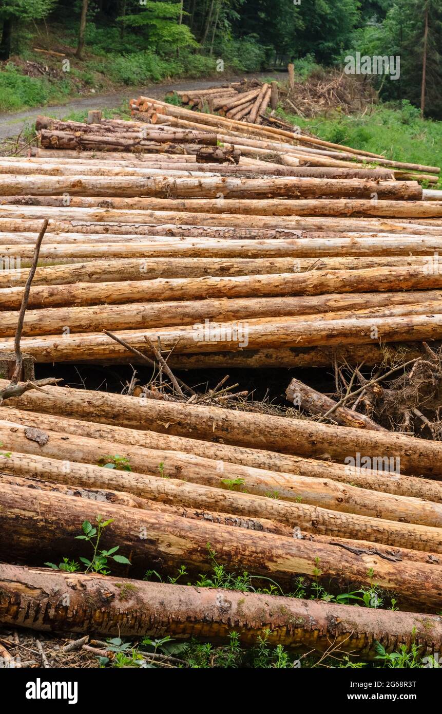 Stack of felled trees at a logging site in a forest, deforestation in ...