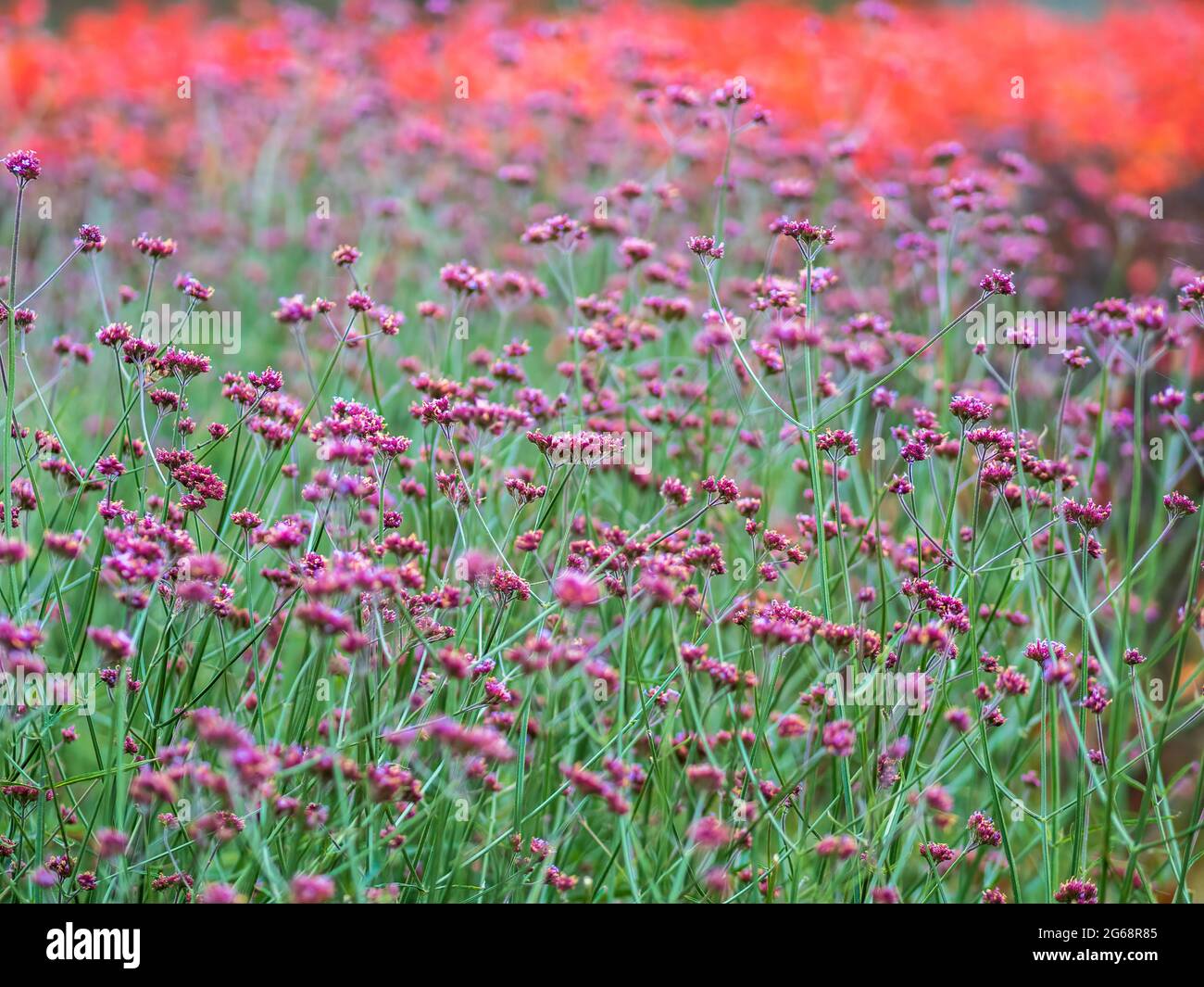 Verbena bonariensis flowers, Argentinian Vervain or Purpletop Vervain ...