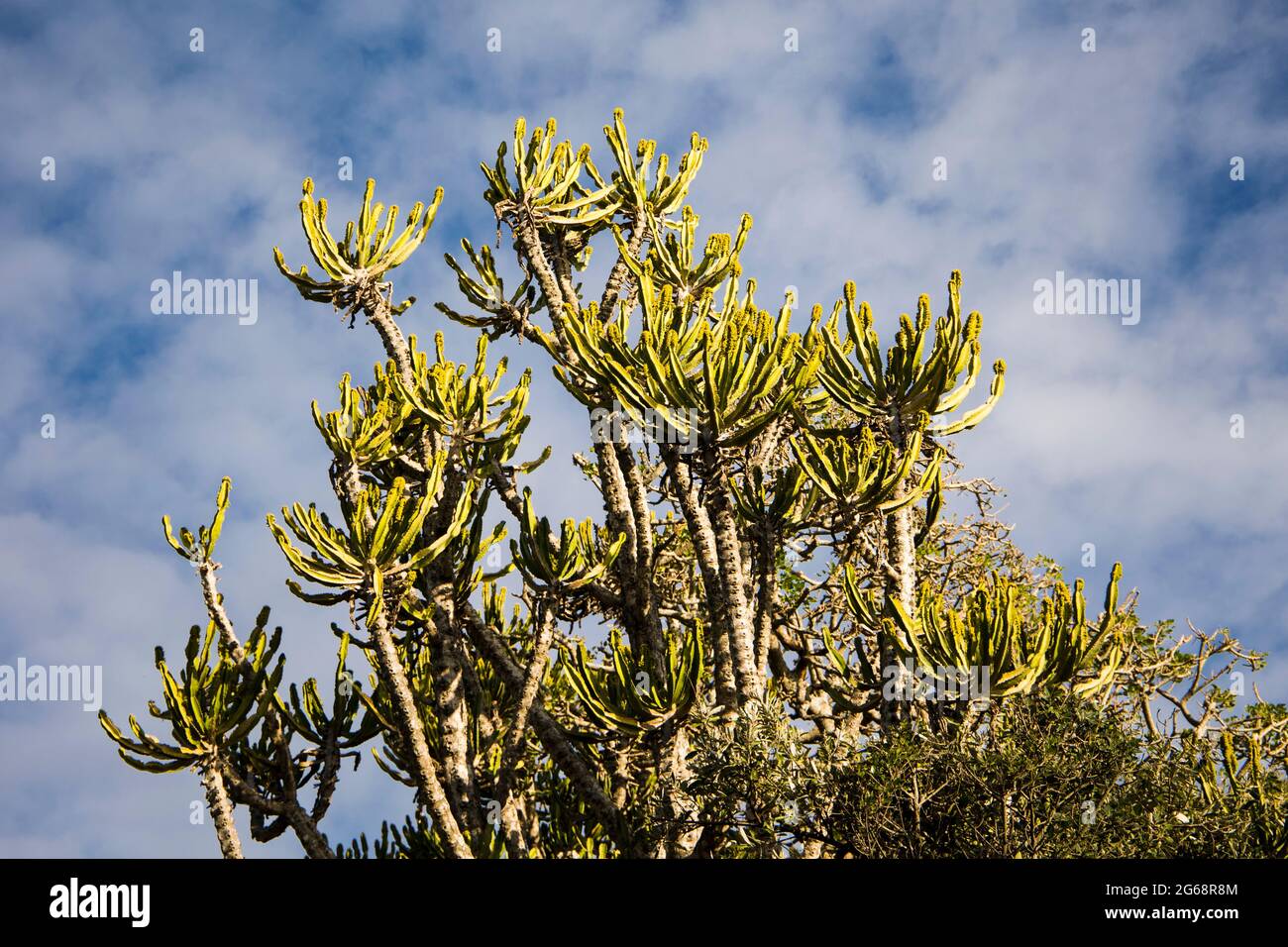 Naboom hi-res stock photography and images - Alamy
