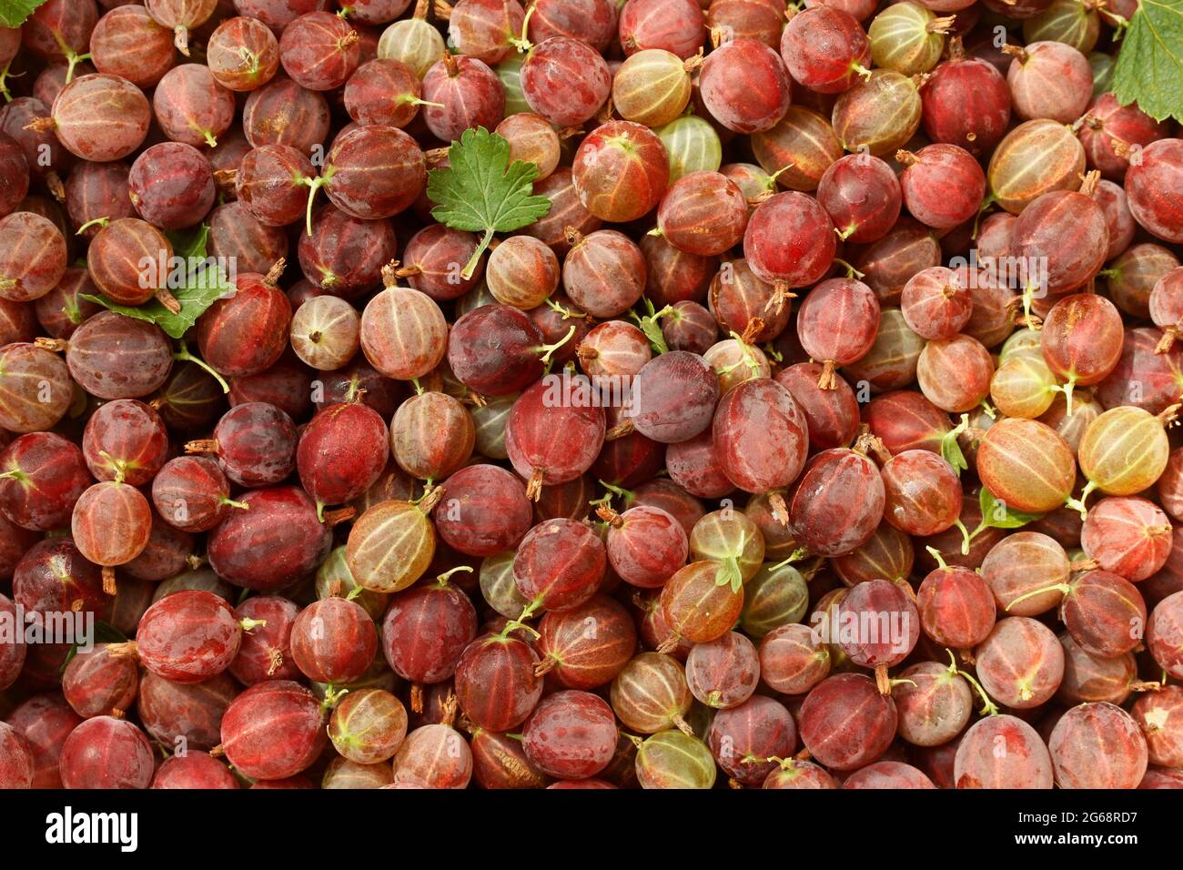 Red gooseberries. Ribes grossularia Stock Photo - Alamy