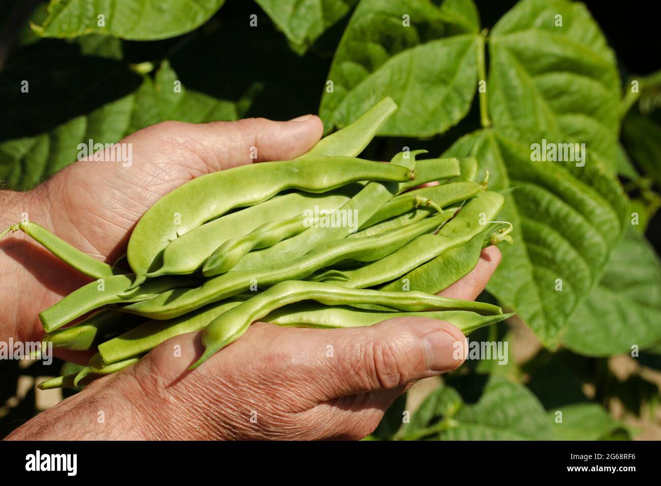 French beans with leaves hi-res stock photography and images - Alamy