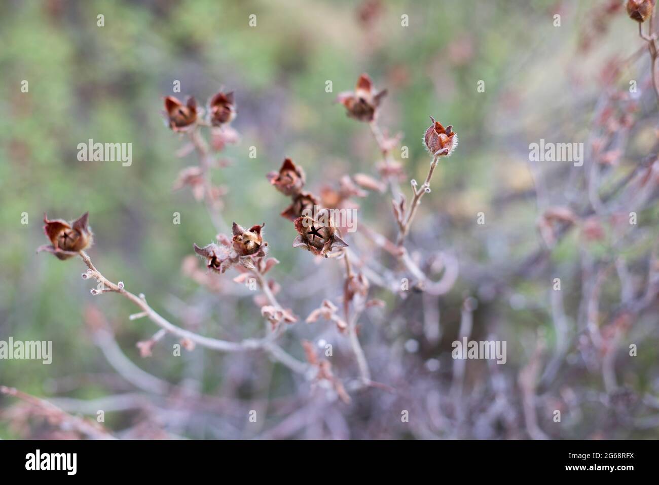 Dead flower heads hi-res stock photography and images - Alamy