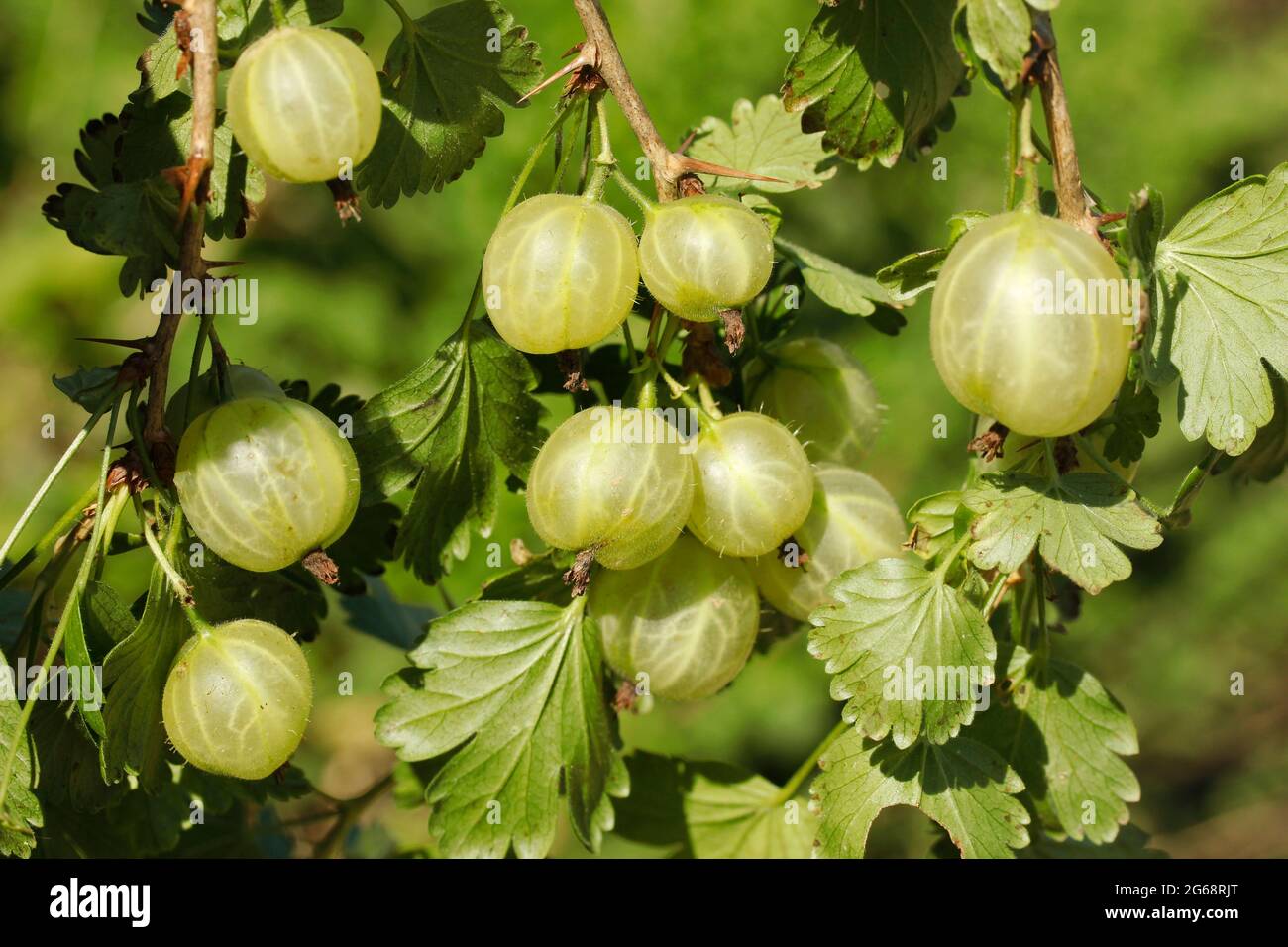 Gooseberries. Ribes grossularia Stock Photo - Alamy